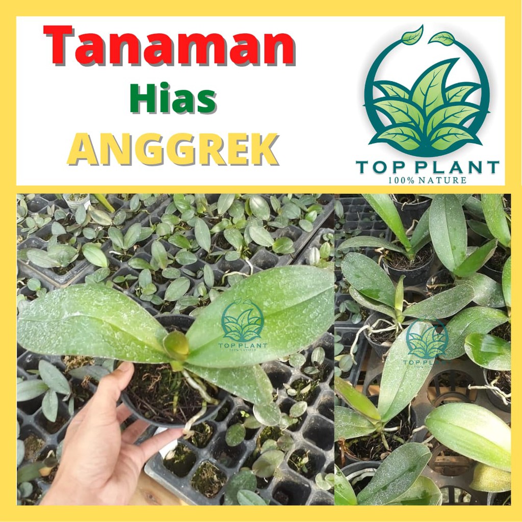 Jual Tanaman Anggrek Bulan Dewasa Phalaenopsis Hybrid Shopee Indonesia
