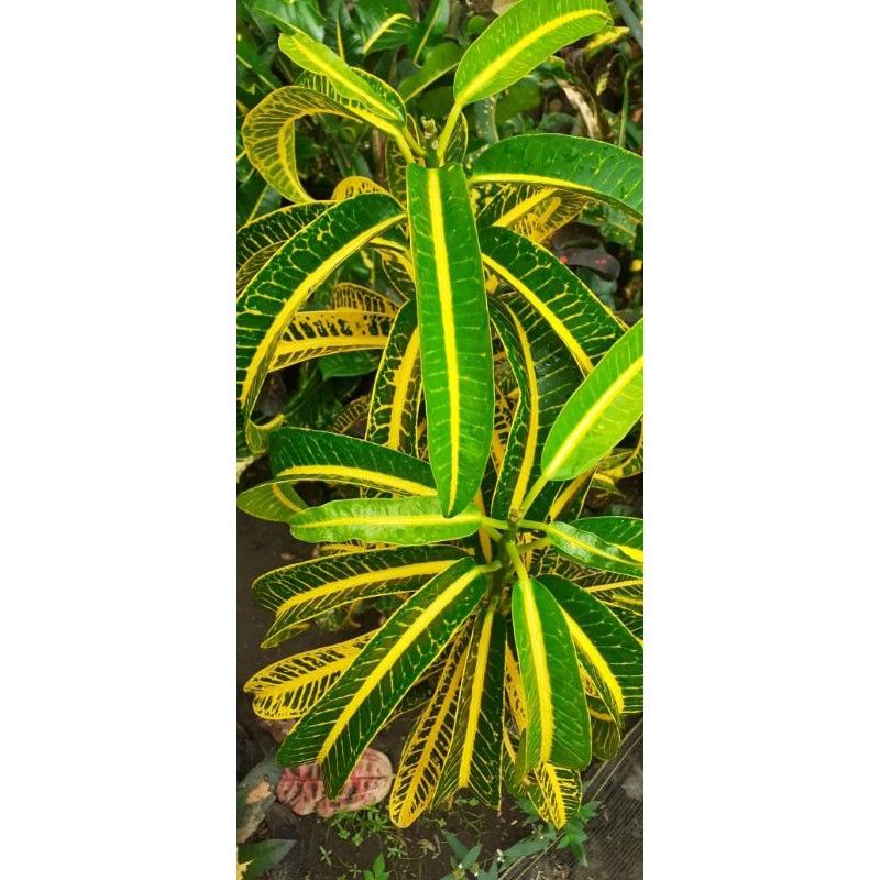 Jual Tanaman Hias Bunga Puring Tanduk Rusa Super Unggul | Shopee Indonesia