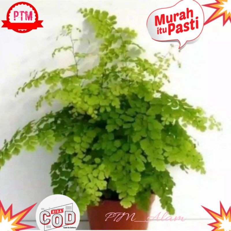 Jual Tanaman Hias Suplir/Pot Suplir/Tanaman Suplir | Shopee Indonesia