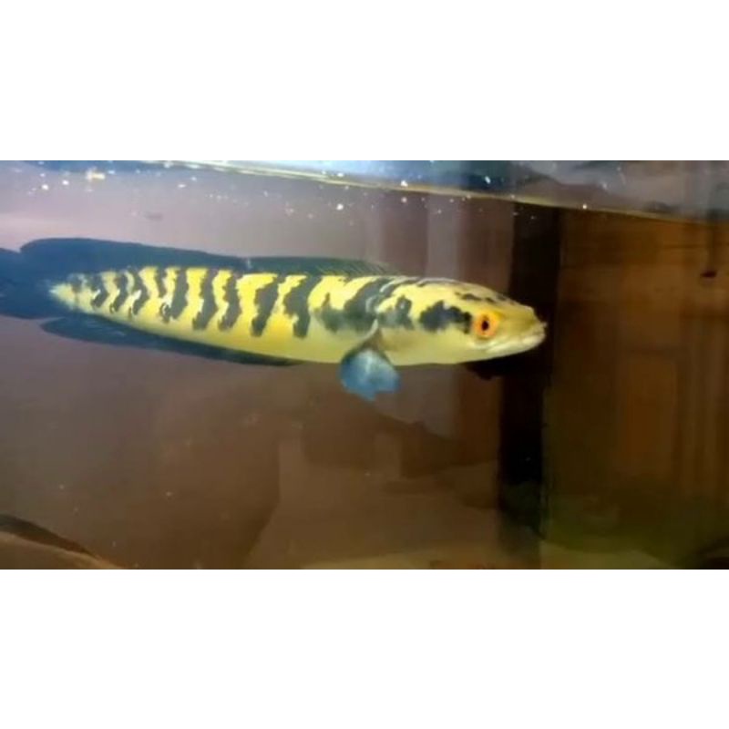 Jual promo!! channa maru YS Yellow sentarum size 7-8 cm bar simet ...