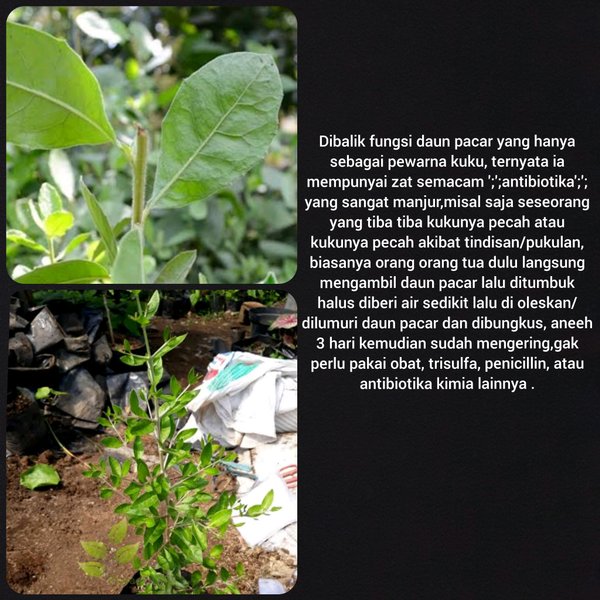 Jual Bibit Pohon Pacar Arab - Tanaman Pewarna Kuku Pohon Daun Henna ...