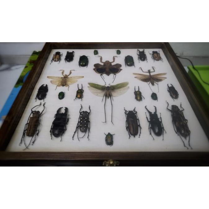 Jual Insectarium / Taxidermy Serangga / Pajangan Serangga | Shopee ...