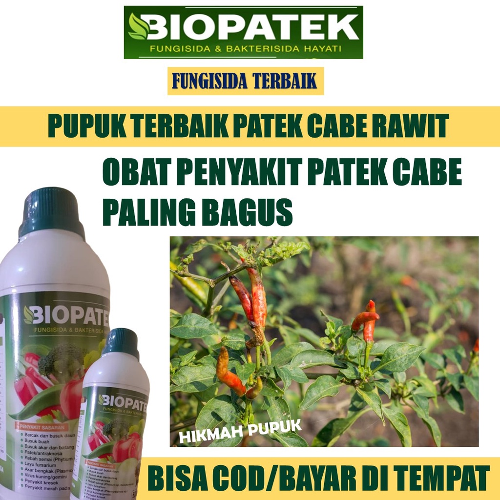 Jual (PUPUK PENYAKIT PATEK CABE) OBAT PENYAKIT PATEK PADA CABE, TIMUN ...