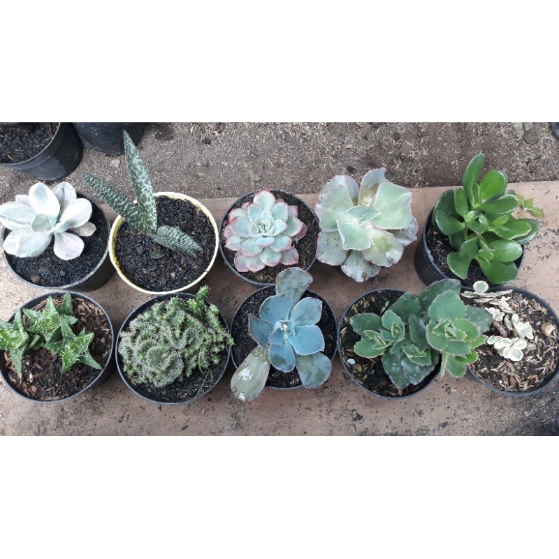 Jual paket random.m | Shopee Indonesia