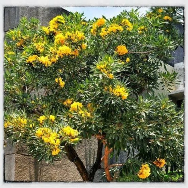 Jual Benih Biji Pohon Tebuya Kuning | Shopee Indonesia