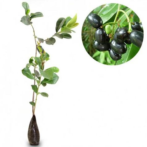 Jual Juwet Hitam | Shopee Indonesia