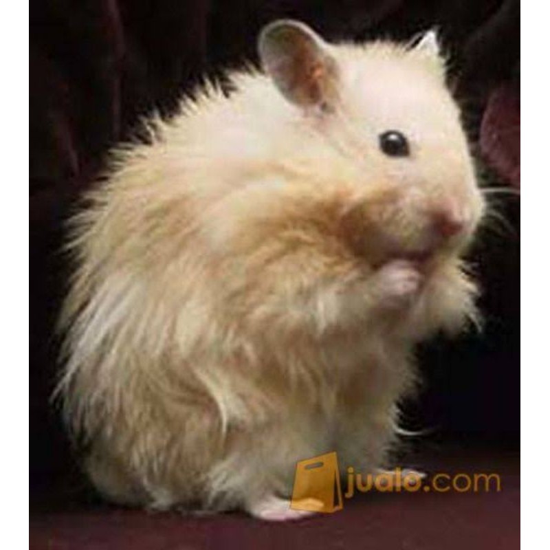 Jual Hamster Campbell, winter white, Hybrid Golden / argente | Shopee ...