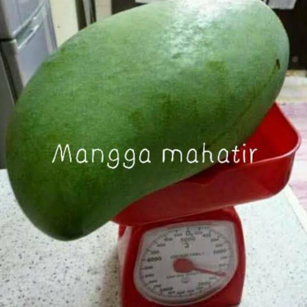 Jual BIBIT MANGGA JUMBO (MANGGA MAHATIR) | Shopee Indonesia