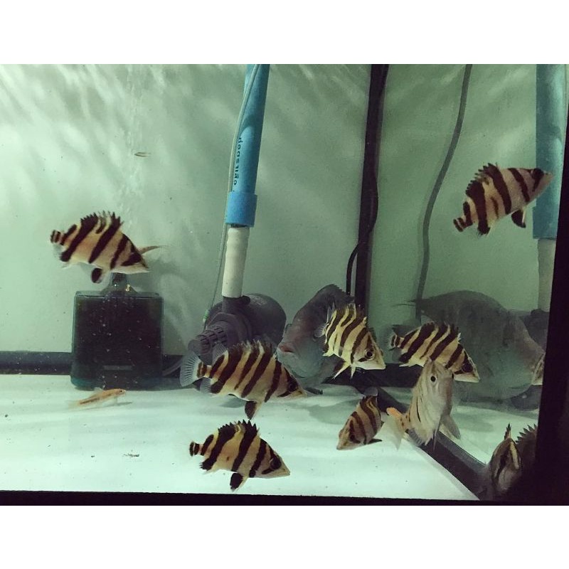 Jual Tiger Datz Sumatera / Ikan Tiger Datz Grade A | Shopee Indonesia