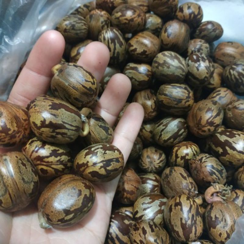 Jual Biji Karet /100 Biji Bibit PR Polong | Shopee Indonesia