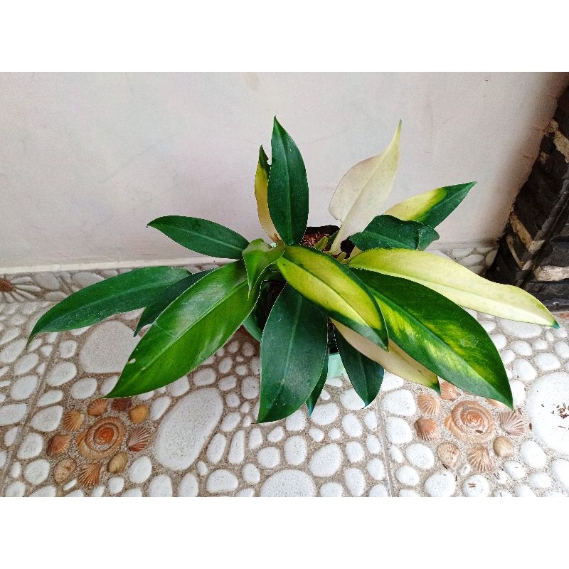 Jual Philo Mini / Philodendron Mini (Kondisi Rimbun) | Shopee Indonesia