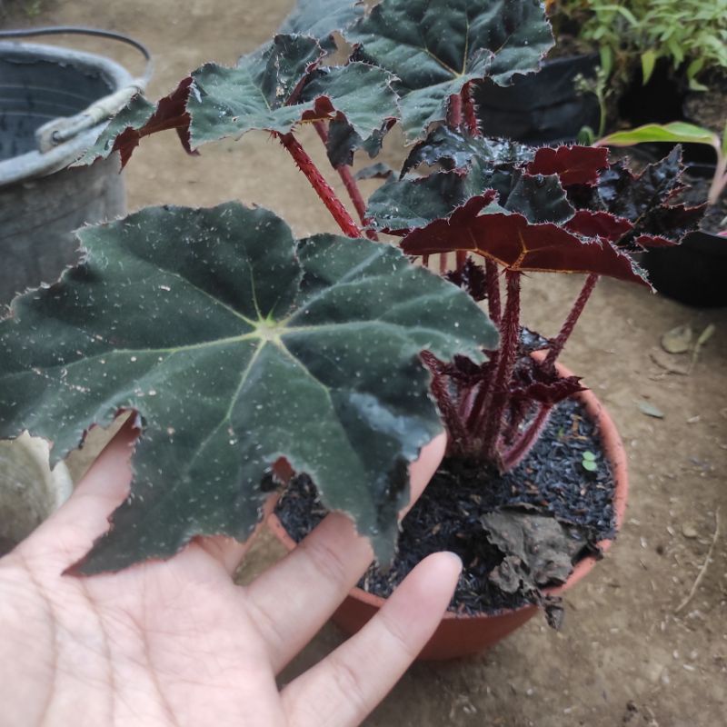 Jual Begonia black velvet red velvet (Begonia Bintang) | Shopee Indonesia