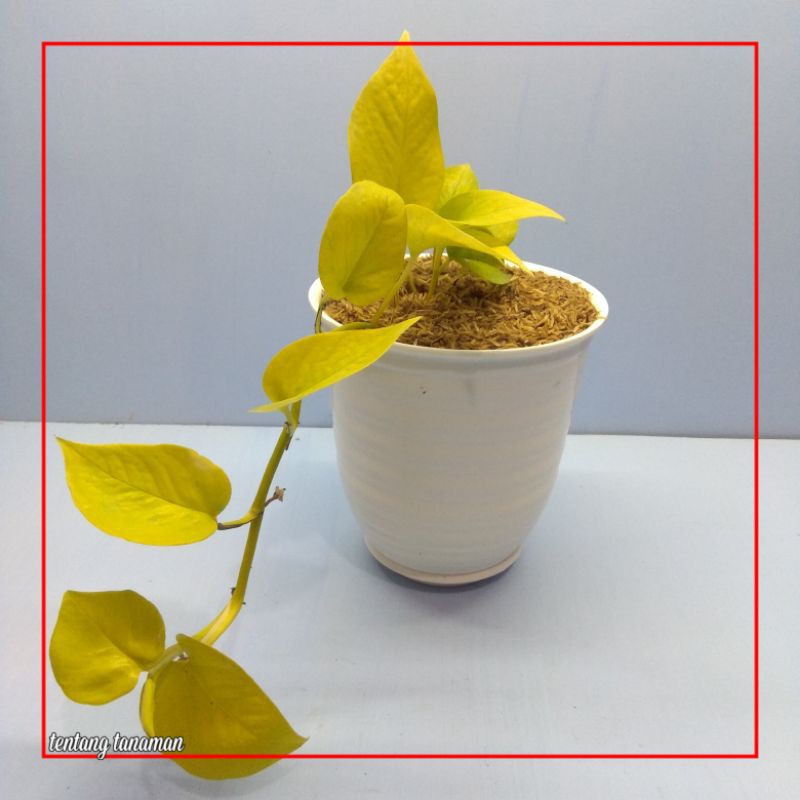 Jual Epipremnum - Sirih - Neo Lemon - Golden Queen - Manjula - Marbel ...