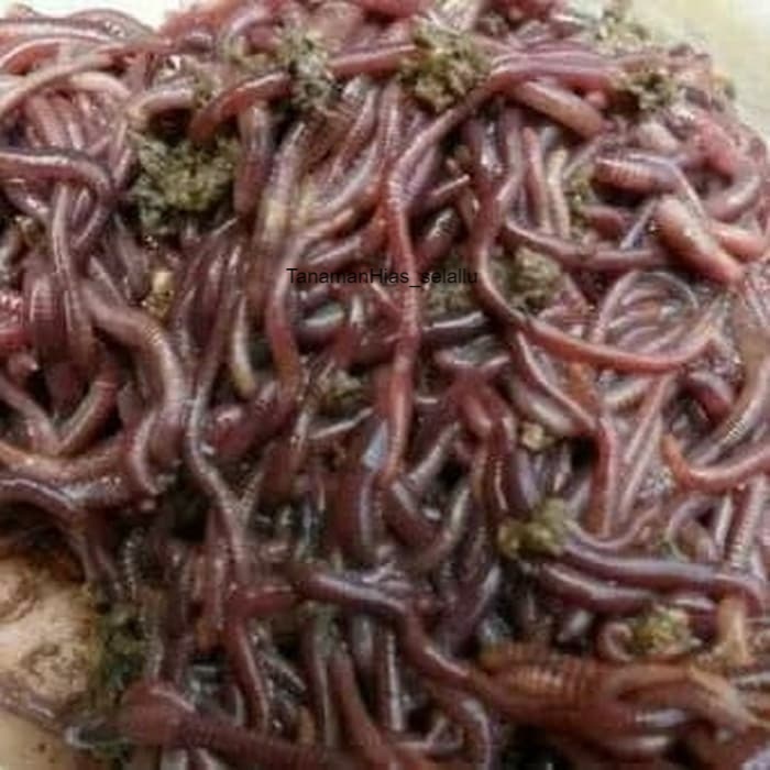 Jual cacing tanah segar/ cacing kalung besar | Shopee Indonesia