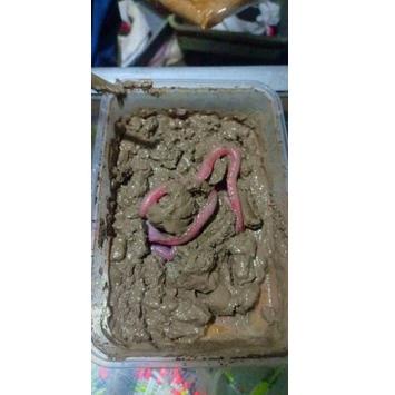 Jual (O-OWQ ( umpan alam cacing nipah |viral | Shopee Indonesia