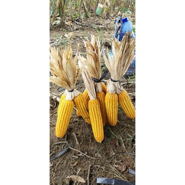 Jual Jagung hibrida Turbo | Shopee Indonesia