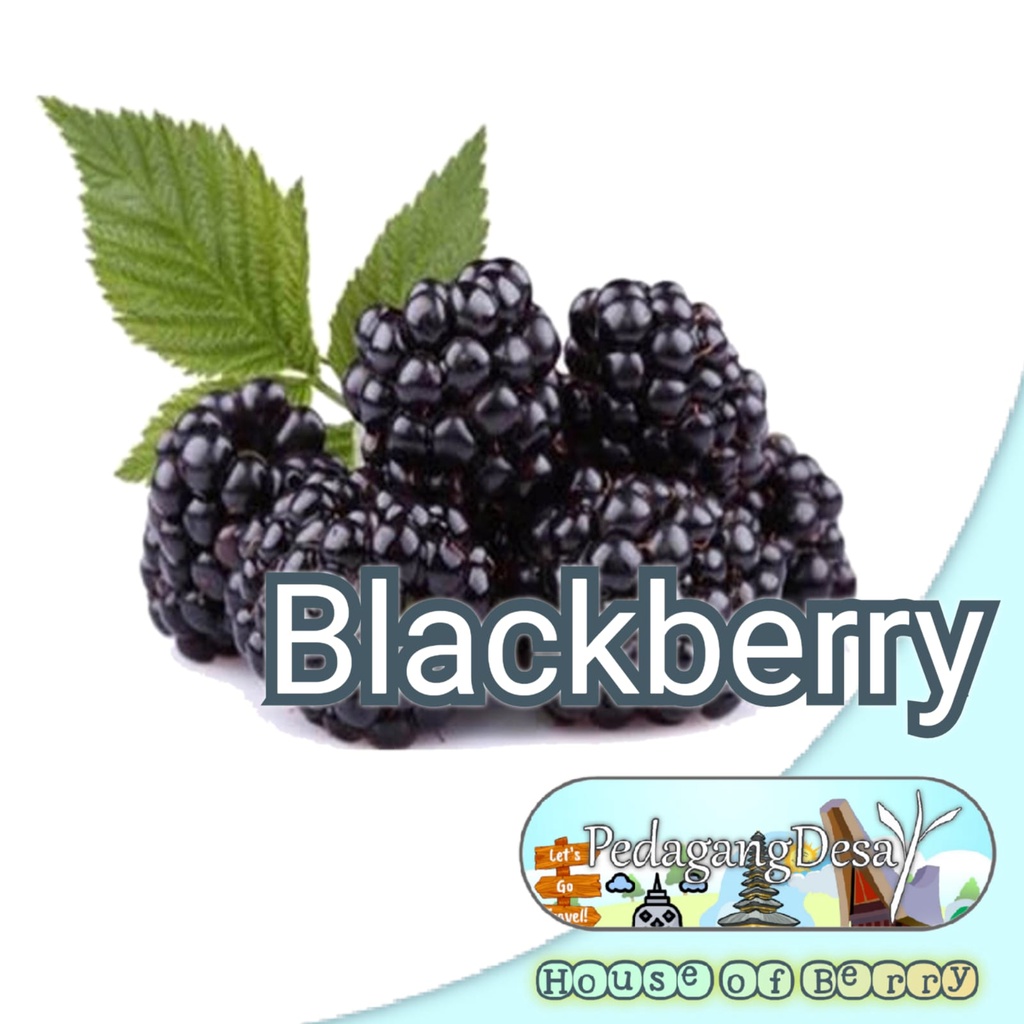 Jual Paket Lengkap Benih Bibit Buah Berry | Blueberry Blackberry ...