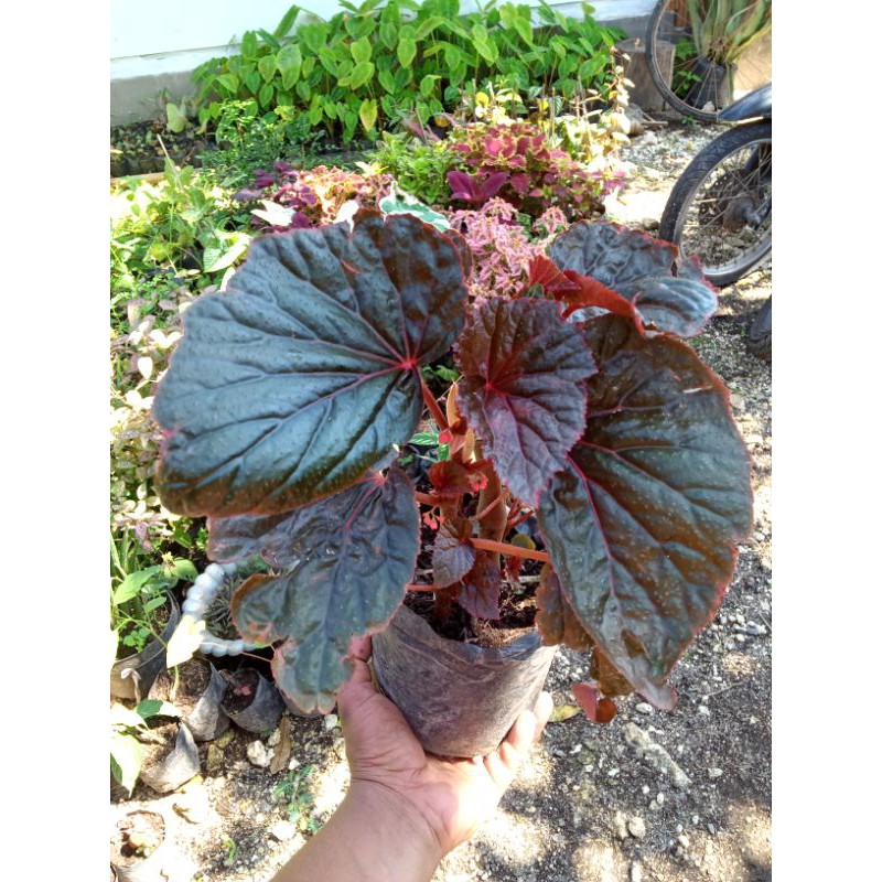 Jual Begonia merah | Shopee Indonesia
