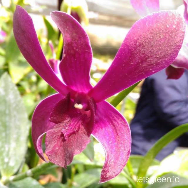 Jual Anggrek Dendrobium Caesar Red | Shopee Indonesia