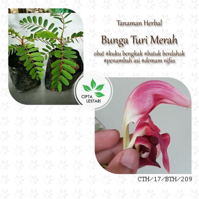 Jual BIBIT TANAMAN BUNGA TURI MERAH - KEMBANG HIAS OUTDOOR DAN OBAT ...