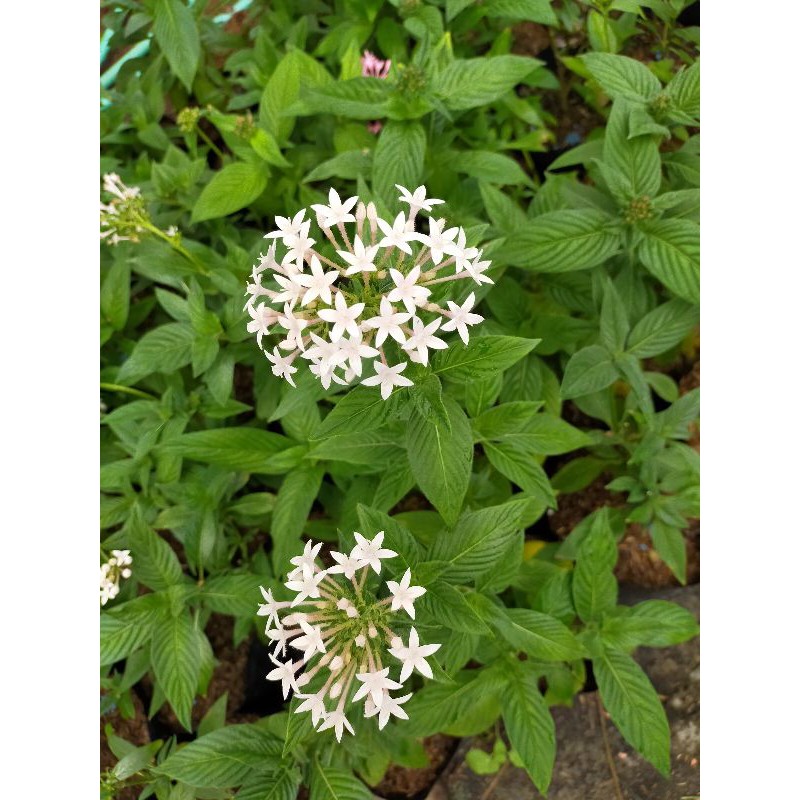 Jual Tanaman hias bunga pentas (putih) | Shopee Indonesia