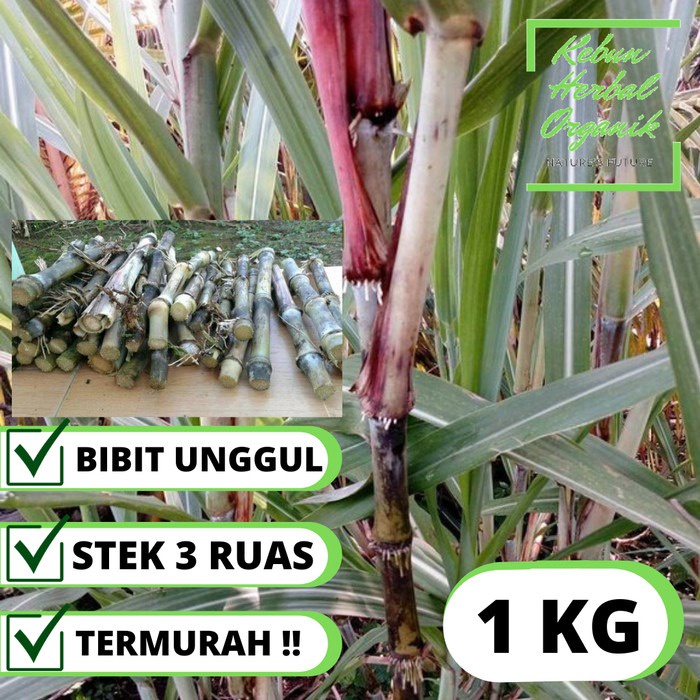 Jual Bibit Stek Turubuk 1Kg Telur Tebu Endog Tiwu Delowako | Shopee ...