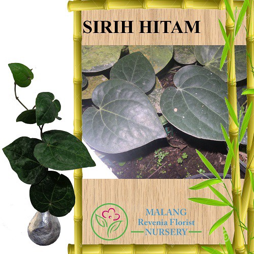 Jual Tanaman Herbal Sirih Hitam | Shopee Indonesia