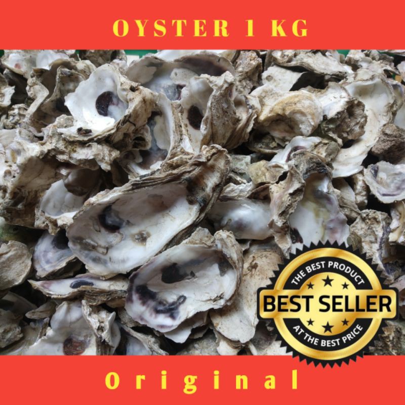 Jual KERANG OYSTER MEDIA FILTER KOLAM 1kg CANGKANG KERANG | Shopee ...