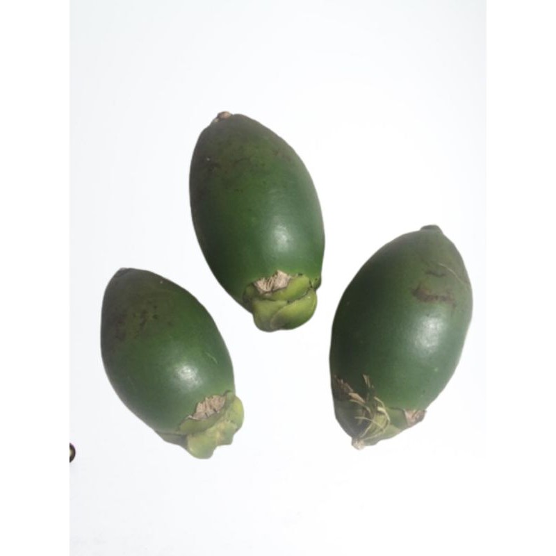 Jual pinang muda / pinang jambe / pineung nyen | Shopee Indonesia