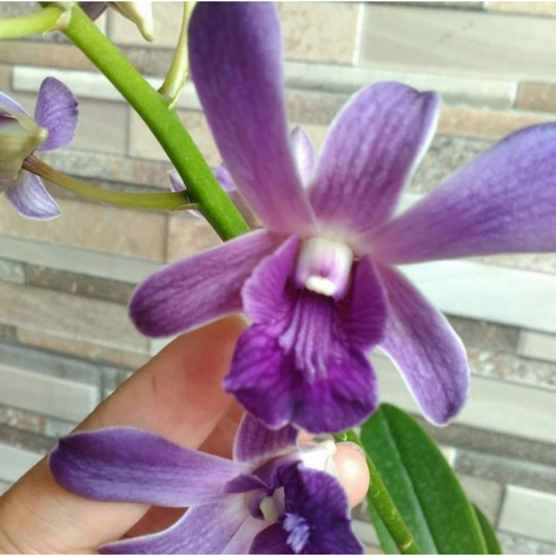 Jual Pohon Anggrek Dendrobium Dewasa Pure Blue Pohon Bunga Anggrek ...
