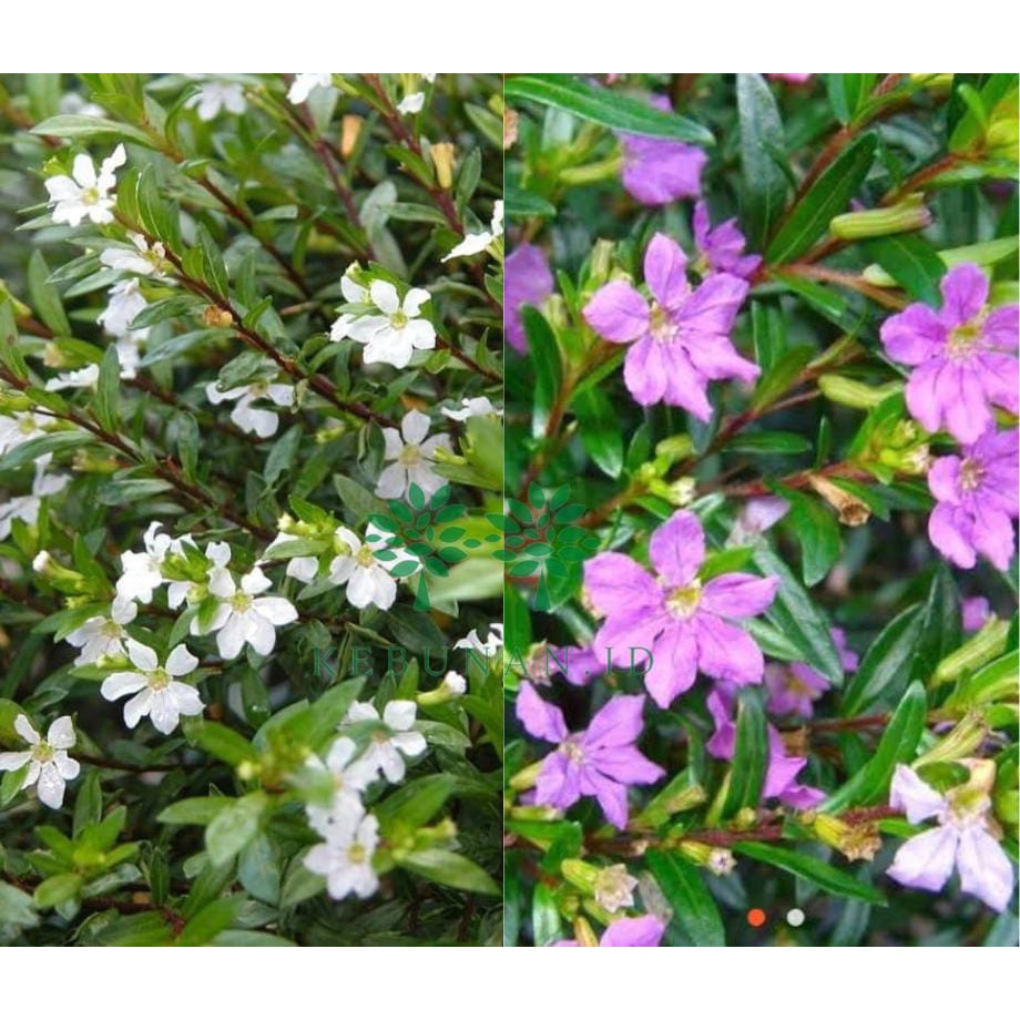 Jual Tanaman Hias Taiwan Beauty Berbunga / Beuty Tanaman Hidup Taiwan ...