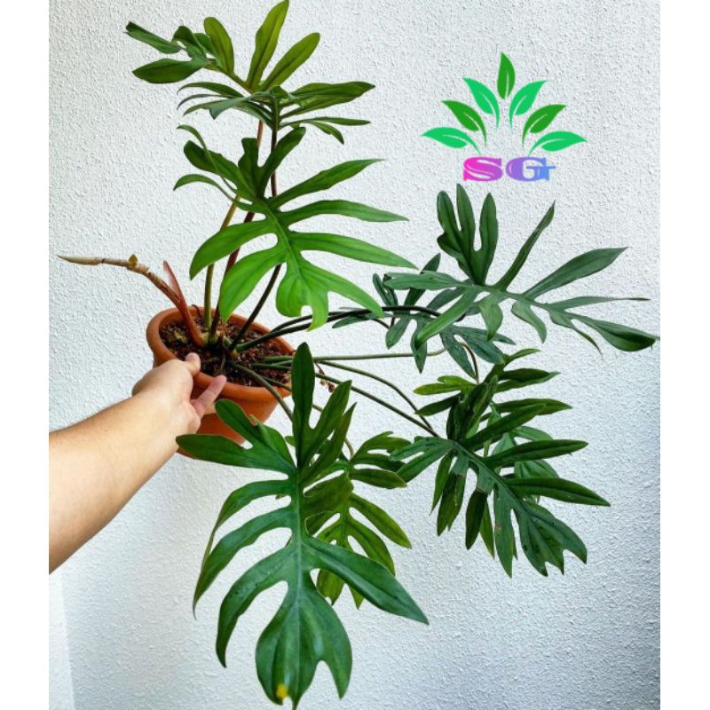 Jual [BISA COD] Tanaman hias philodendron mayoi - tanaman philo mayoi ...