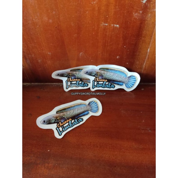 Jual Sticker Stiker Aquarium Channa Snakehead Limbata | Shopee Indonesia