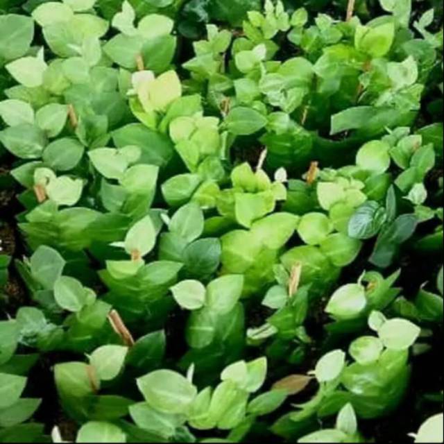 Jual Jual tanaman dolar rambat di dinding jumbo daun besar | Shopee ...