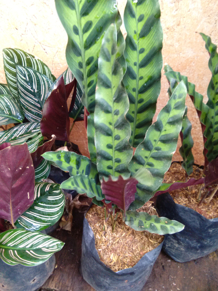 Jual Calathea ekor merak / calathea lancofoila / tanaman hias | Shopee ...