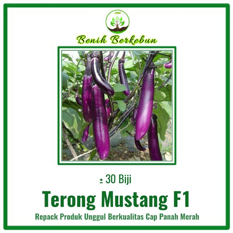 Jual 30 Benih Terong Ungu Mustang F1 (Cap Panah Merah) | Shopee Indonesia