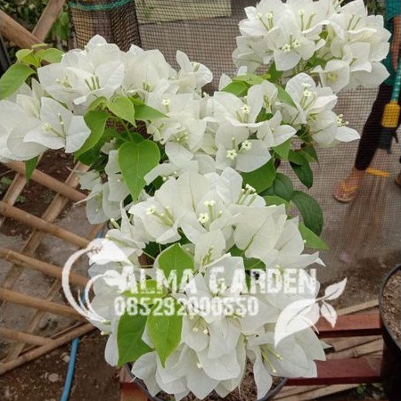 Jual BUGENVIL EKOR MUSANG PUTIH (Bibit) | Shopee Indonesia