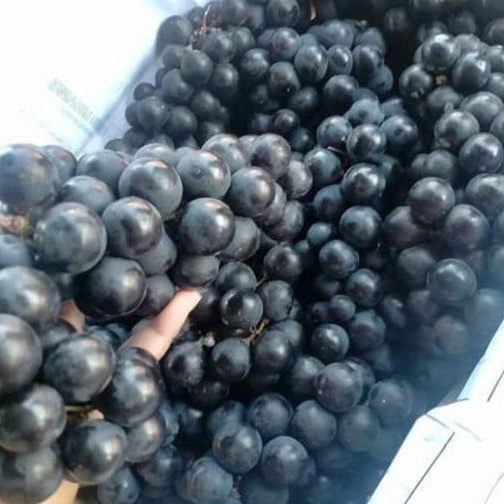Jual anggur hitam anggur bali fresh petian 10kg | Shopee Indonesia