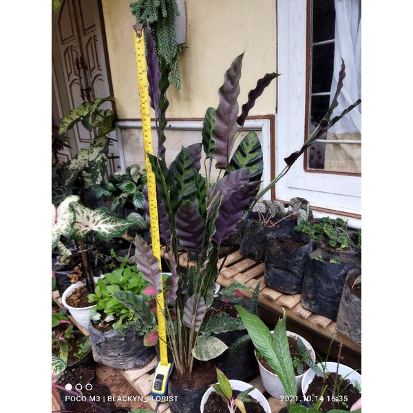 Jual calathea louisae besar dan tinggi | Shopee Indonesia