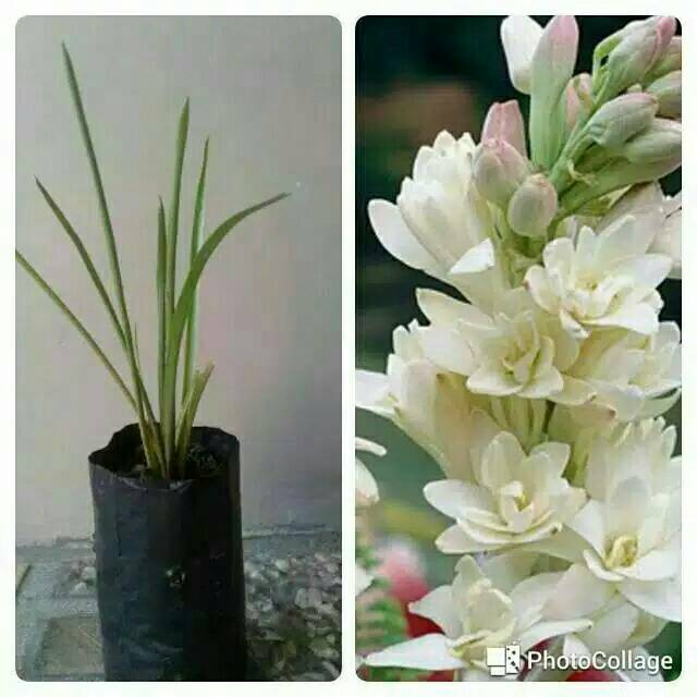 Jual Jual tanaman hias sedap malam - pohon sedap malam | Shopee Indonesia