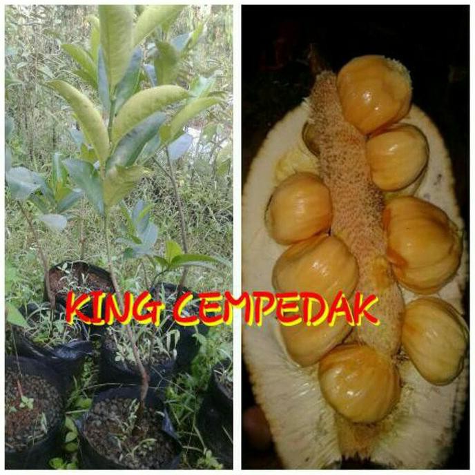 Jual Bibit Buah Cempedak King Malaysia W4Ge | Shopee Indonesia