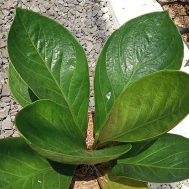 Jual Tanaman hias Anthurium Jemani Mangkok / Anturium Jemani Mangkok ...