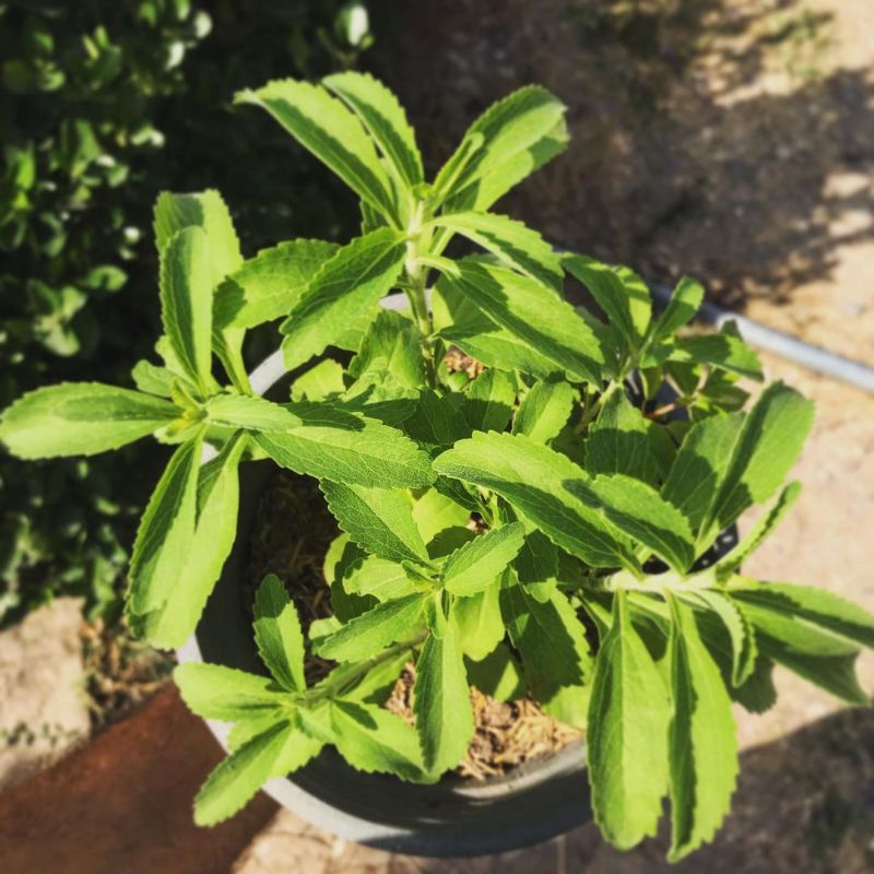 Jual Tanaman herbal stevia / daun manis / Candyleaf / stepia stephia ...