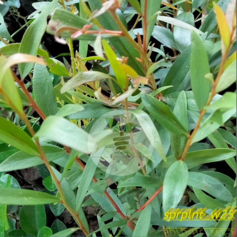 Jual bibit tanaman kayu putih (Melaleuca leucadendra)- tanaman herbal ...