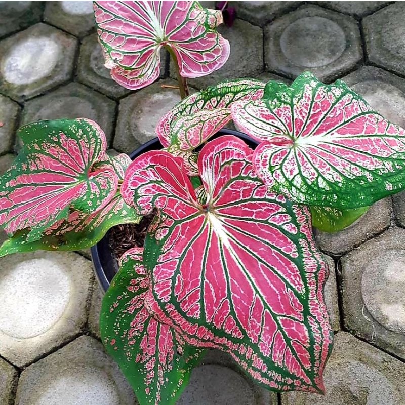 Jual Caladium Wayang / bunga keladi / tanaman hias keladi murah ... Jual Caladium Wayang / bunga keladi / tanaman hias keladi murah ...