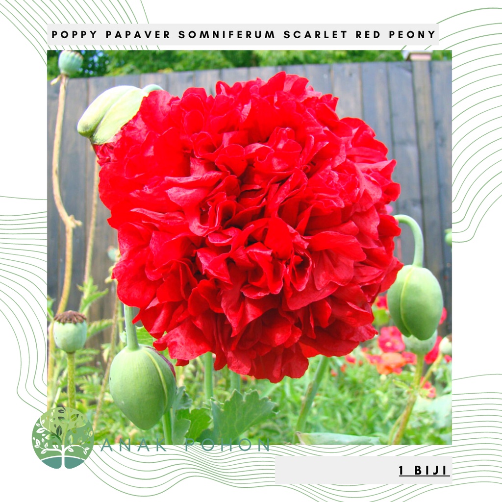 Jual Benih Bibit Biji - Bunga Poppy Papaver Somniferum Scarlet Red ...
