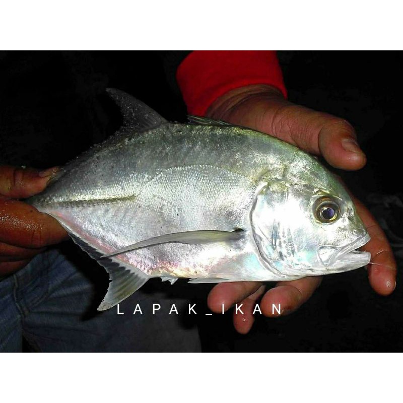 Jual Ikan Kuwe Segar Ikan Kue Ekoran Ikan Segar Harian Kualitas ...
