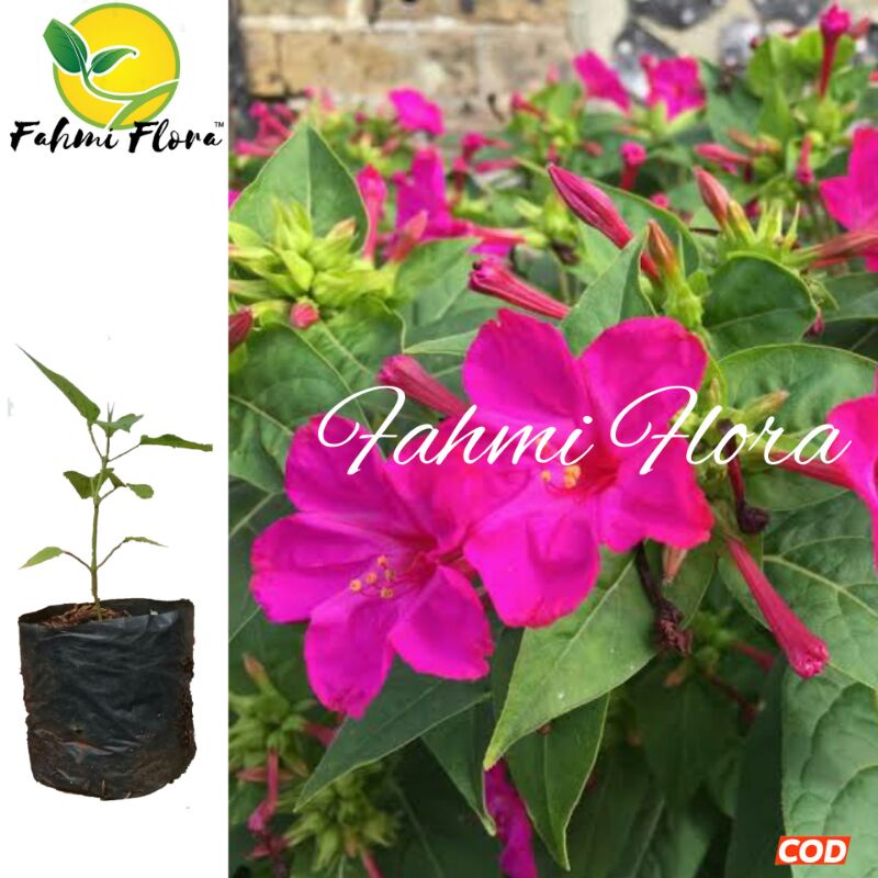 Jual BUNGA PUKUL EMPAT (mirabilis jalapa) | Shopee Indonesia