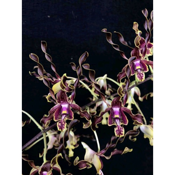 Jual Dendrobium Memoria Thum Cheong wai | Shopee Indonesia