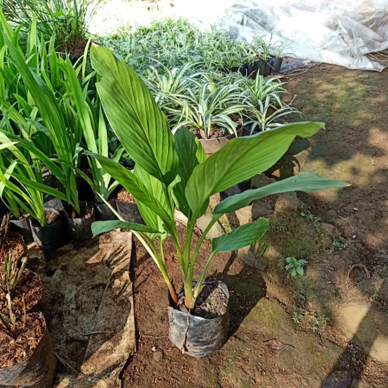 Jual Pohon Temu Konci | Shopee Indonesia